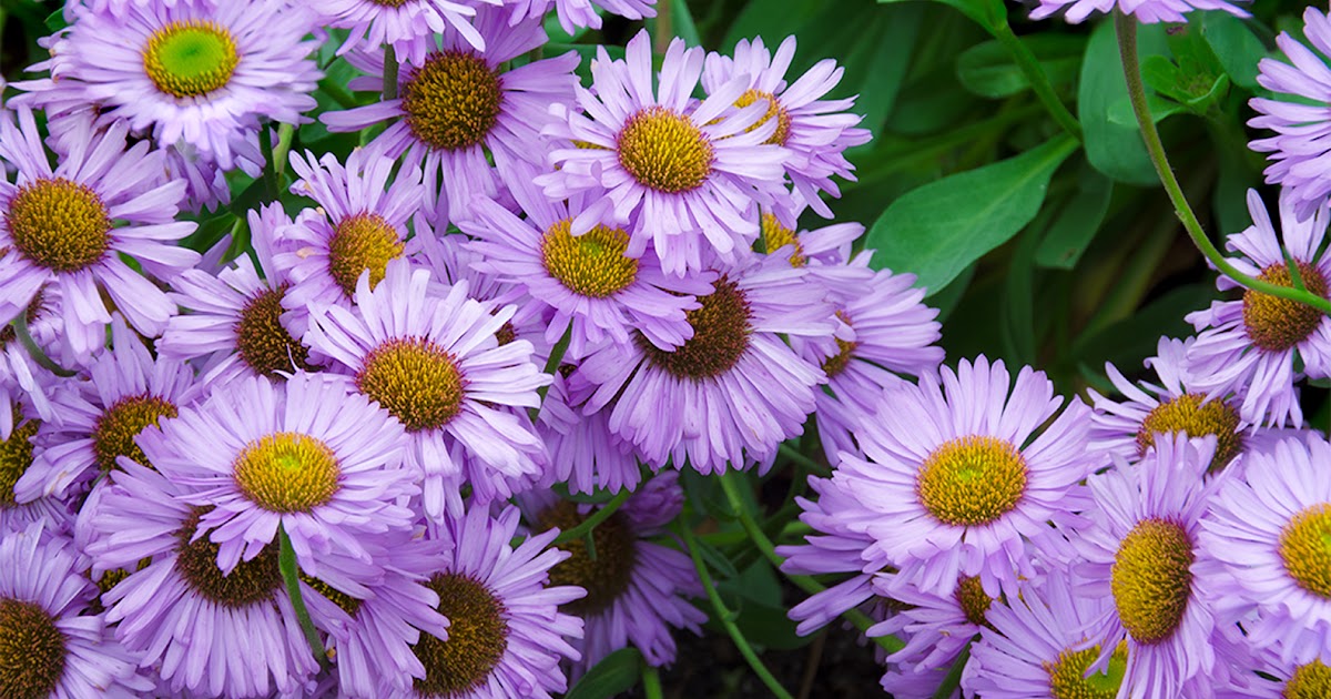 Linda Cochran's Garden: Erigeron Glaucus 'Wayne Roderick"