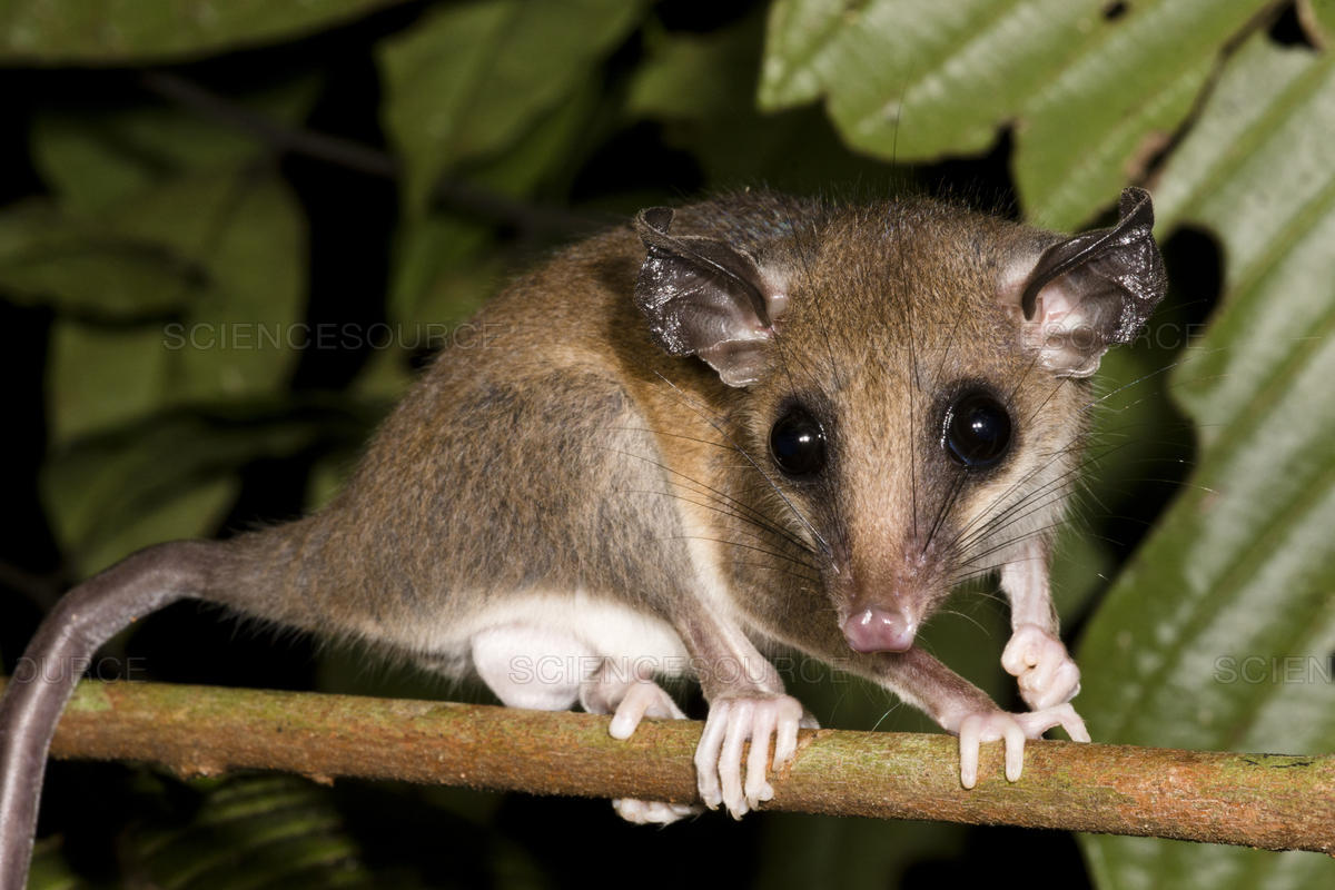 Mamíferos y marsupiales mammals of the earth: Marmosa esbelta de Bishop ...