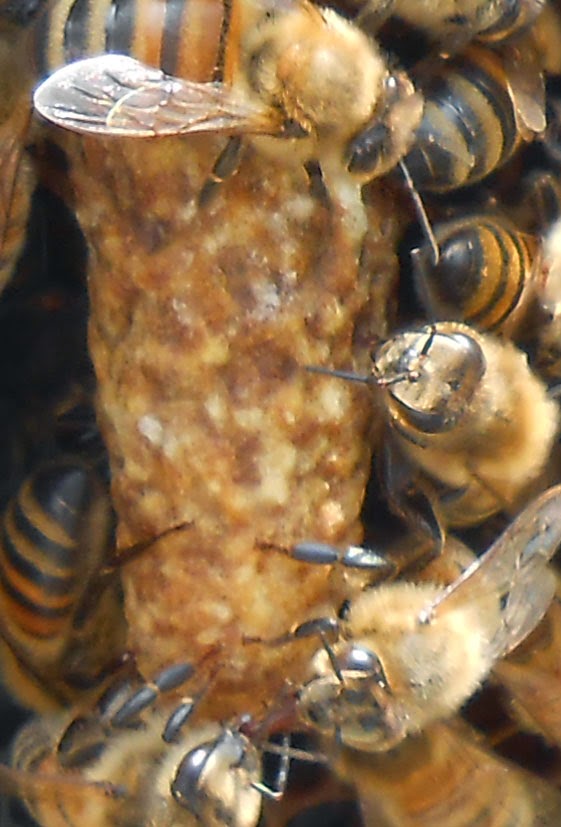 JC's Bee Blog: Queen Rearing Cell Punch Kit offer