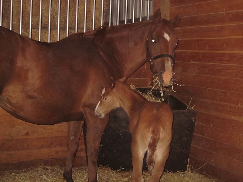 Rural Revolution: Cute colt