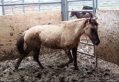 Save the Mustangs: Photos of BLM Roundups