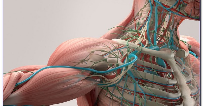 √√ Free ONLINE Anatomy And Physiology COURSE - Best Education Online ...