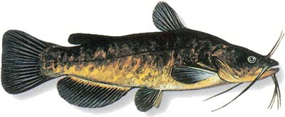 Simplement: Le jour de la barbotte (un conte en rappel)