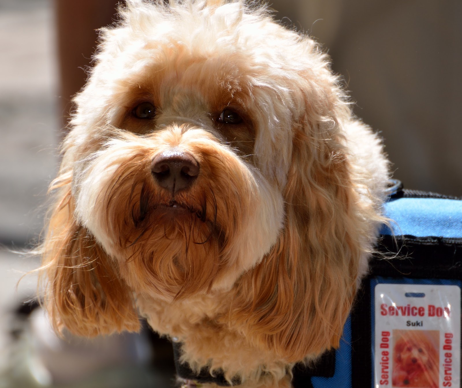 Virtual Ability Should You Get A Service Dog virtual-ability-should-you-get-a-service-dog