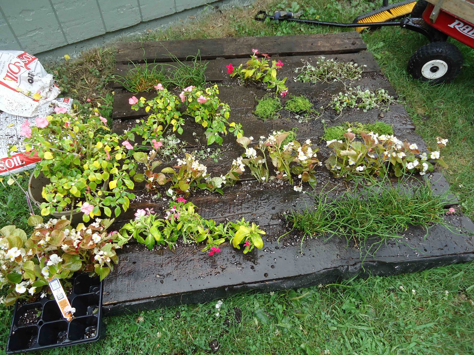 Domesticated Nomad: Pallet Garden Fail
