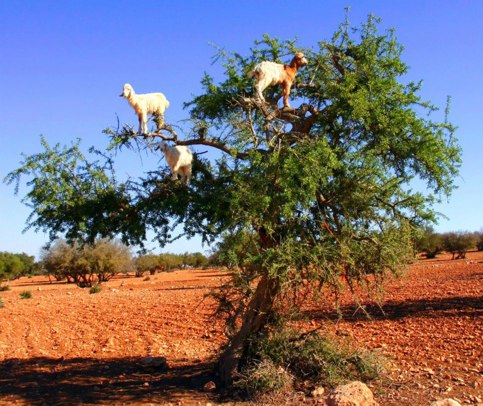 Kingdom Of Moroccan Argan Oil: Argan Tree : The Of Tree Of Life