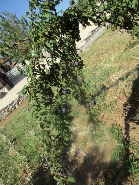 ΓΙΑΝΝΗΣ Δ.ΛΥΡΑΣ: ΑΓΡΙΑ ΜΕΝΤΑ-ΑΓΡΙΑΓΚΙΝΑΡΑ ΛΥΓΙΑ ΔΑΜΑΣΚΗΝΙΑ