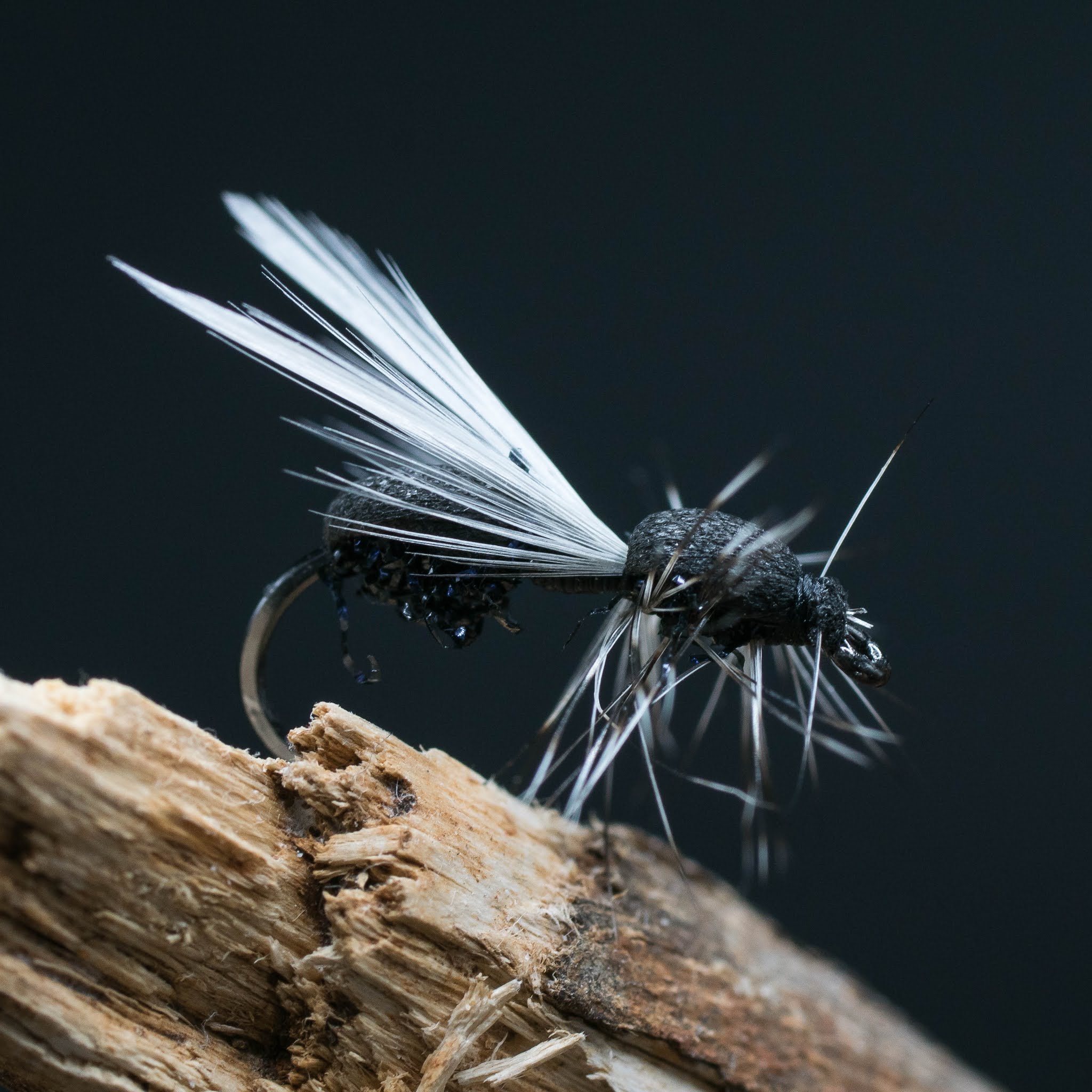 50 På Fluga: Feature Fly of the Month: August - Bugs, Insects and ...