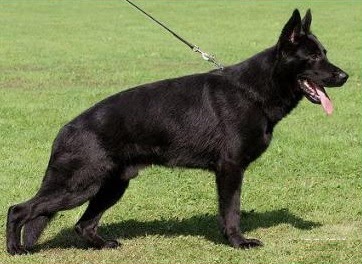 Ultimate German Shepherd Guide - Puppies Behavior Study, Raising & Training GSD Dog: Solid Black ...