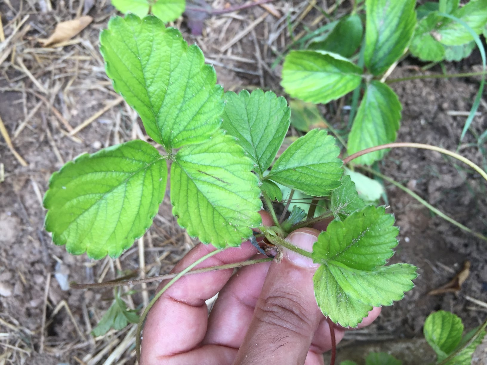 How to Propagate Strawberries from Runners