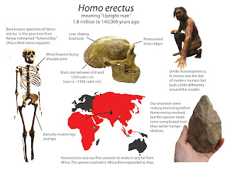 Mr. Goldstein's Classroom Blog: Homo Erectus Stands Upright