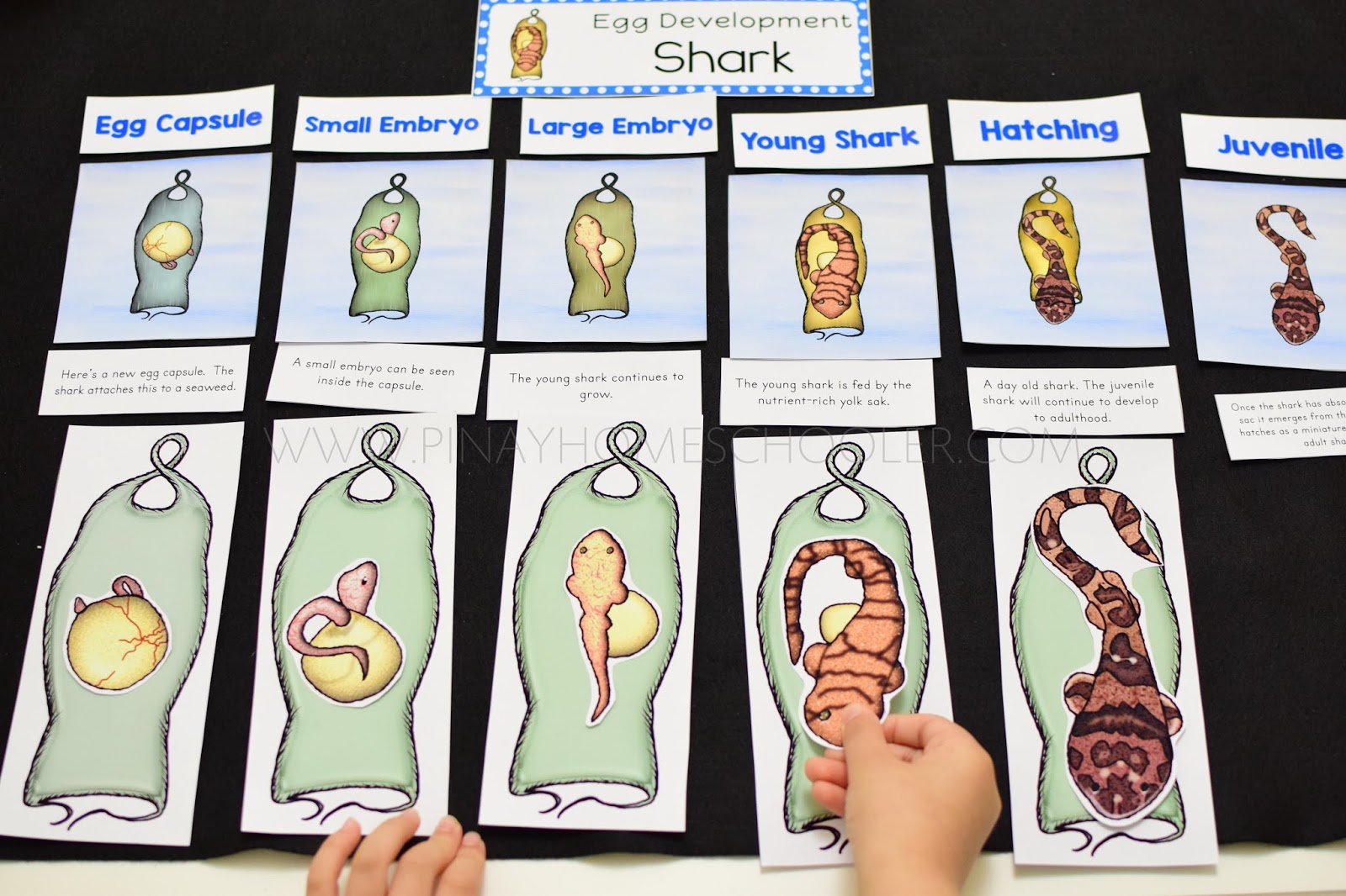 Sharks Preschool Mini Unit | The Pinay Homeschooler