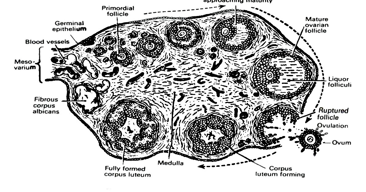 B. Sc.-II Zoology Practical e-Book : Histology of Ovary