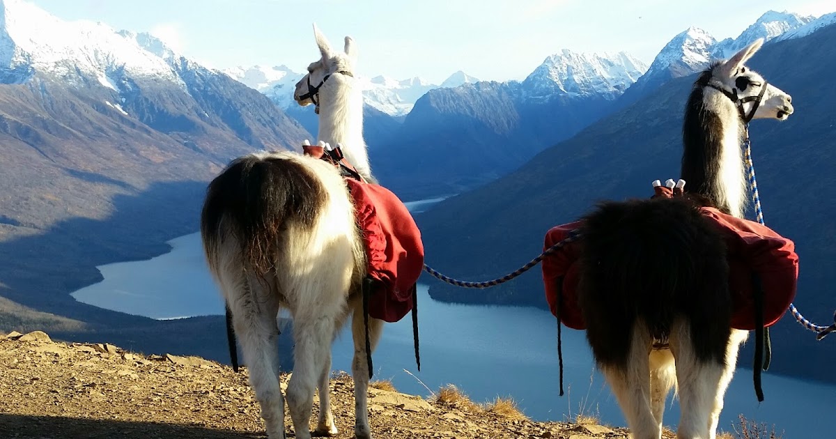 Alaska Llamas Blog