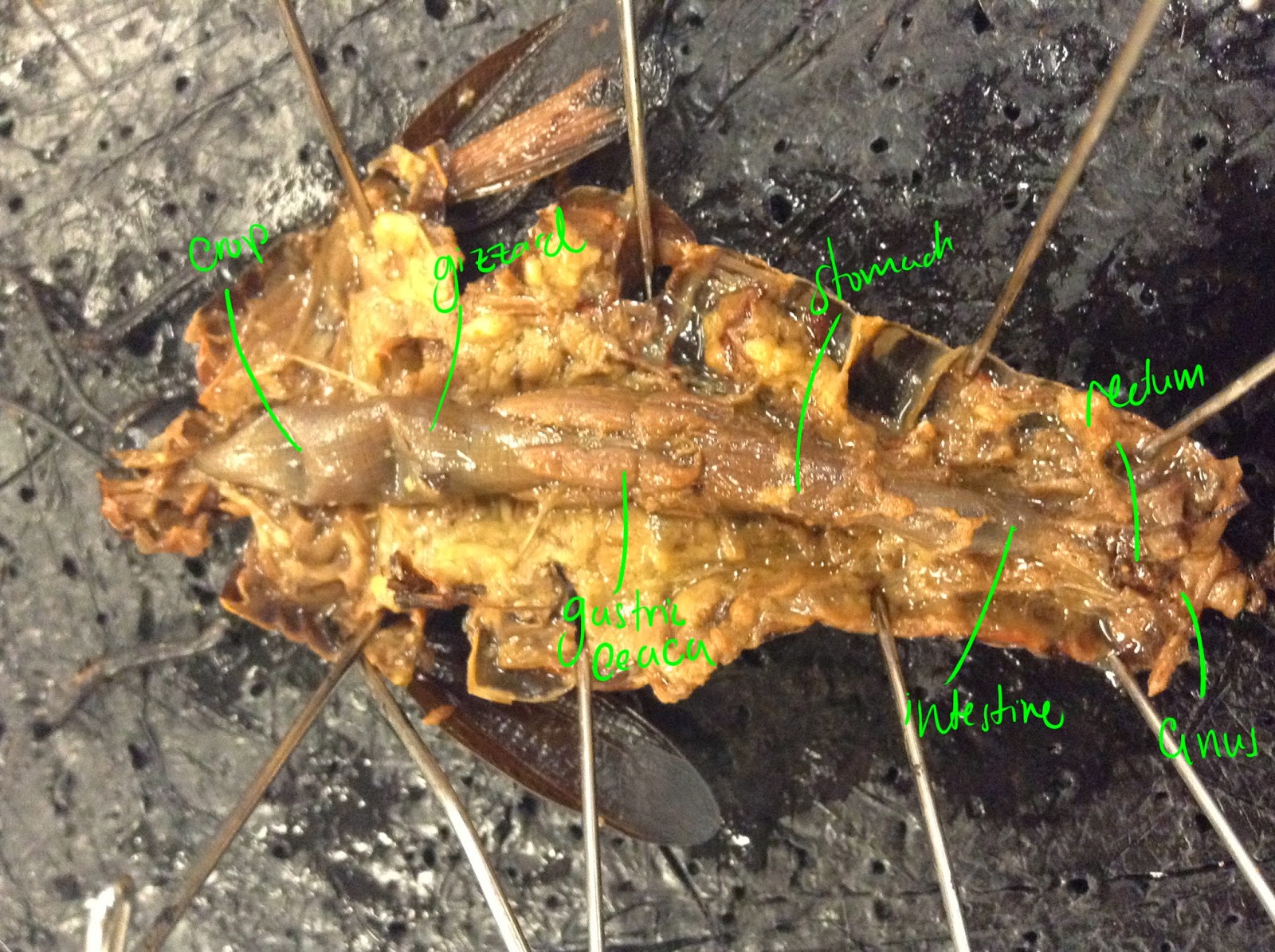 Set The House Spider Free: Grasshopper Dissection