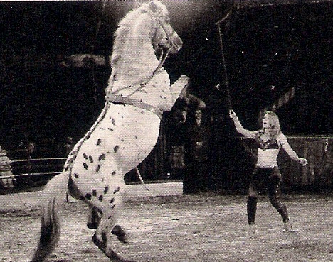 Circus Mania: Tommy Chipperfield - Interview with a Tiger Trainer