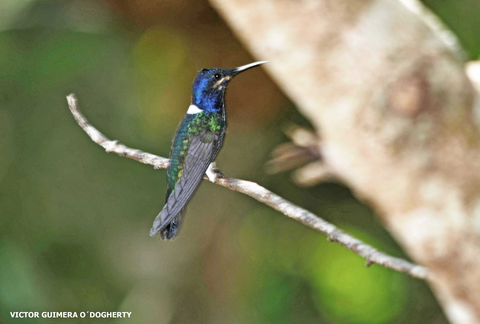 Mis imágenes de aves: MAS FOTOS DE COLIBRIS PERUANOS