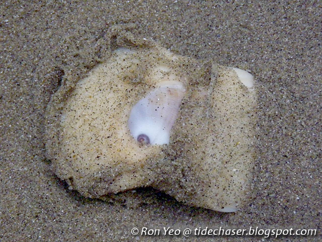 tHE tiDE cHAsER: Moon Snails (Phylum Mollusca: Family Naticidae) of ...