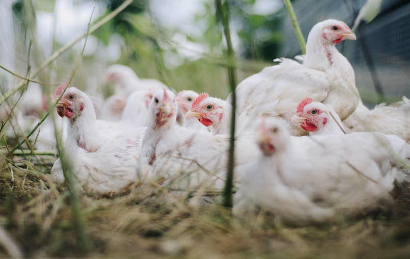 Chicken Poultry | Poultry Farming For Beginners ~ Topbez