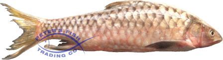 River Fish Supplier, Peter's Fish Trading Co, Sarawak: SEMAH FISH ...