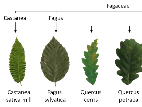 PLANT FAMILIES OF PUERTO RICO AND FLORIDA PAPO VIVES: FAGACEAE ...