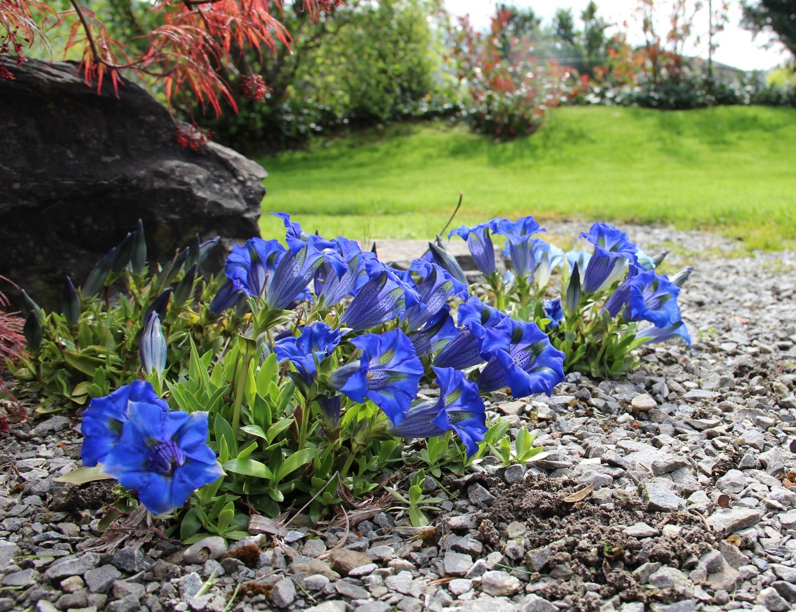 Dollsgardens: Enziane (Gentiana)