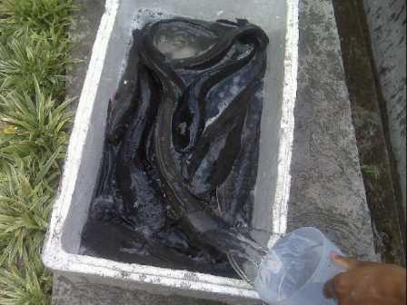 YULAM Farm: Ikan Lele