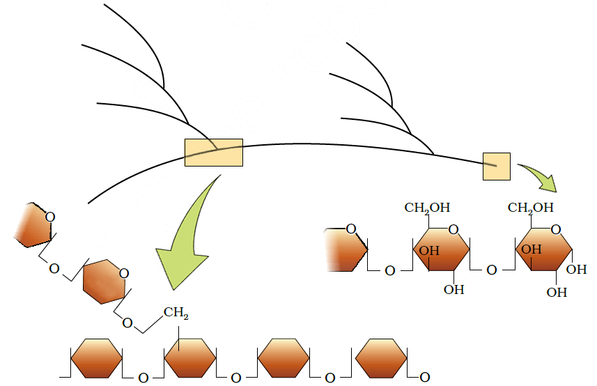 Biomolecules - Notes | Class 11 | Part 2: Bio-macromolecules