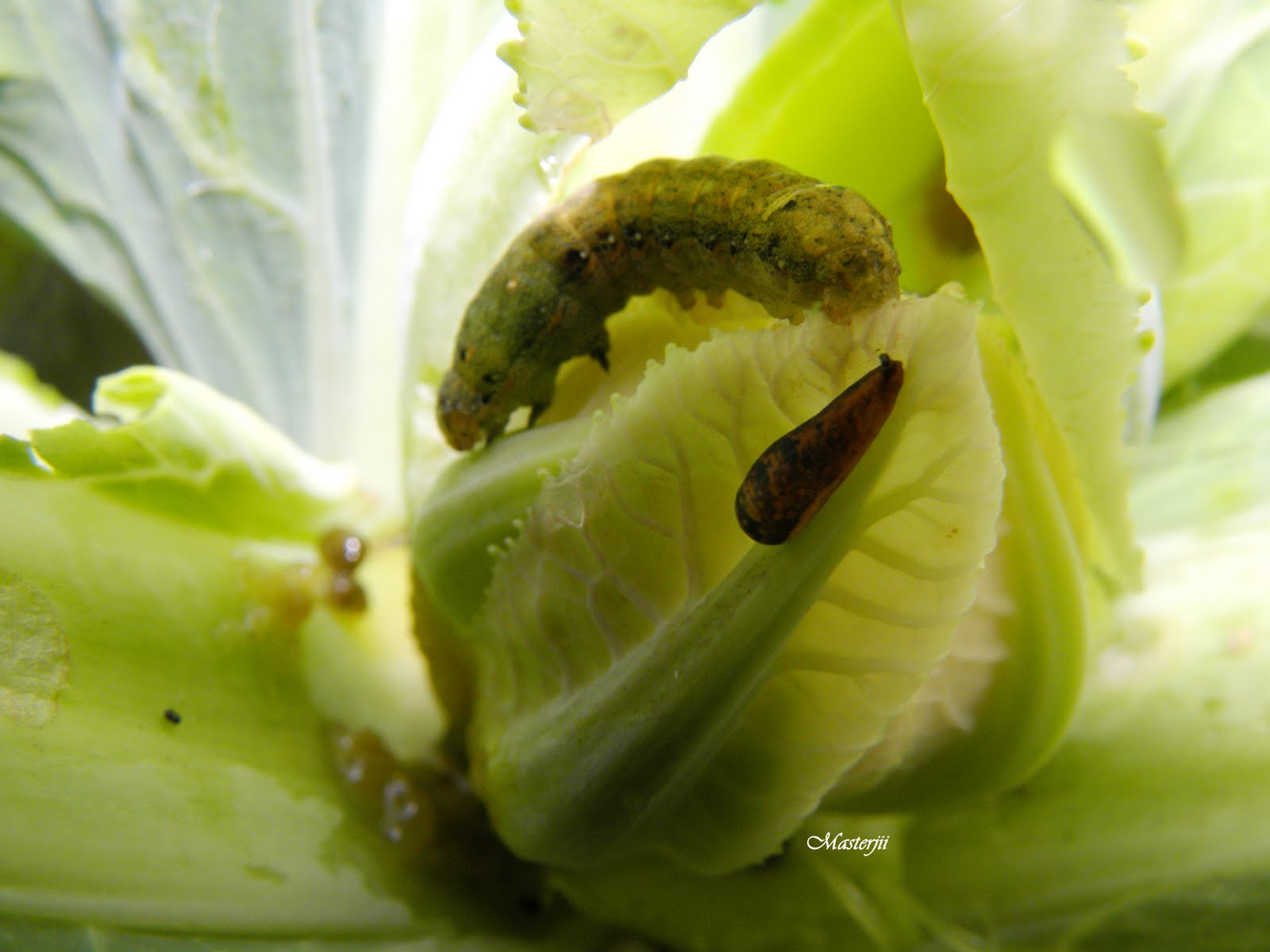 PELITA KABAD: ULAT RATUS