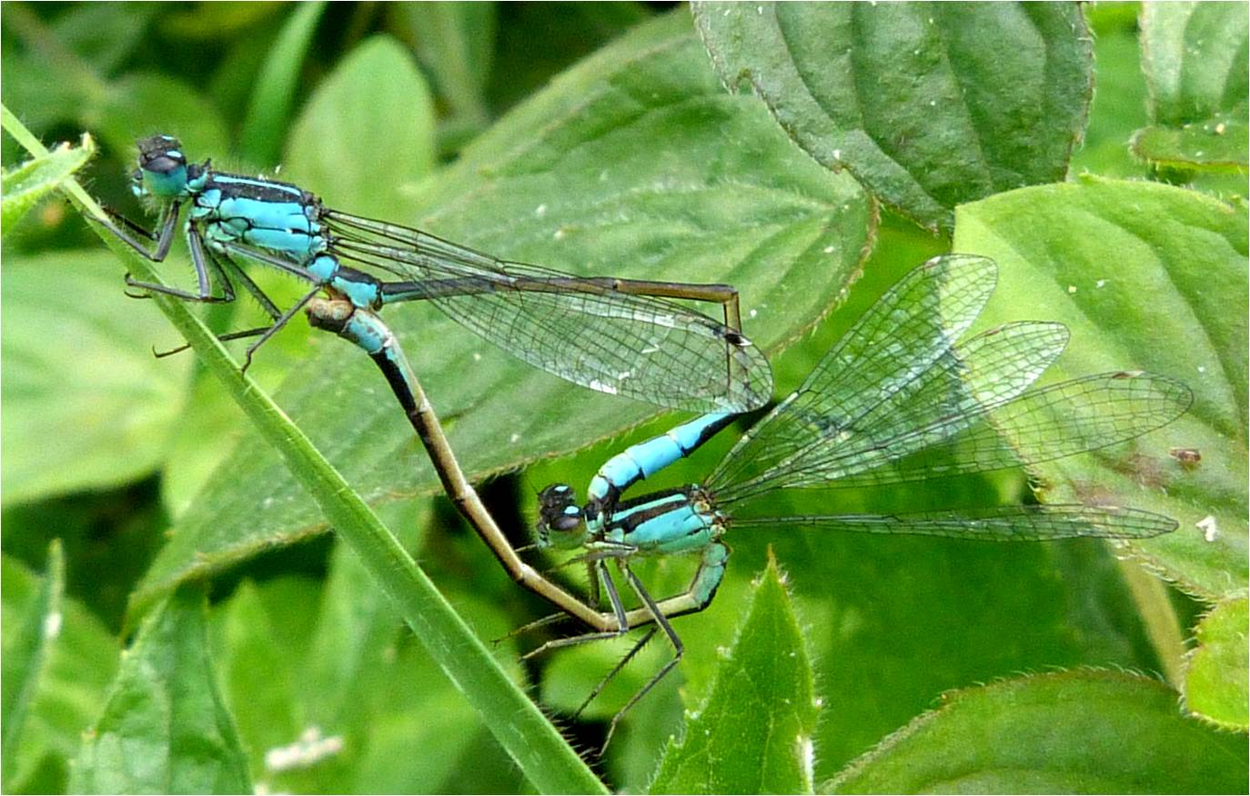 Insects of Scotland: Dragonflies/Damselflies