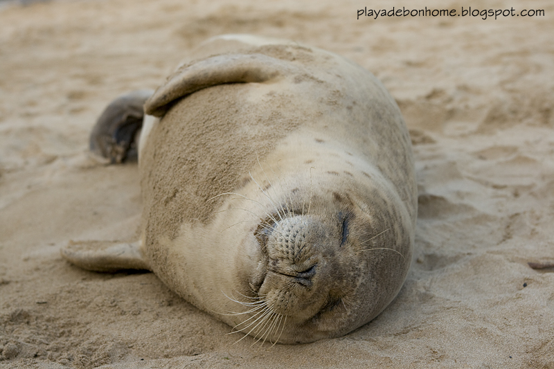 playadebonhome: Foca moteada o común (Phoca vitulina) en Oriñón