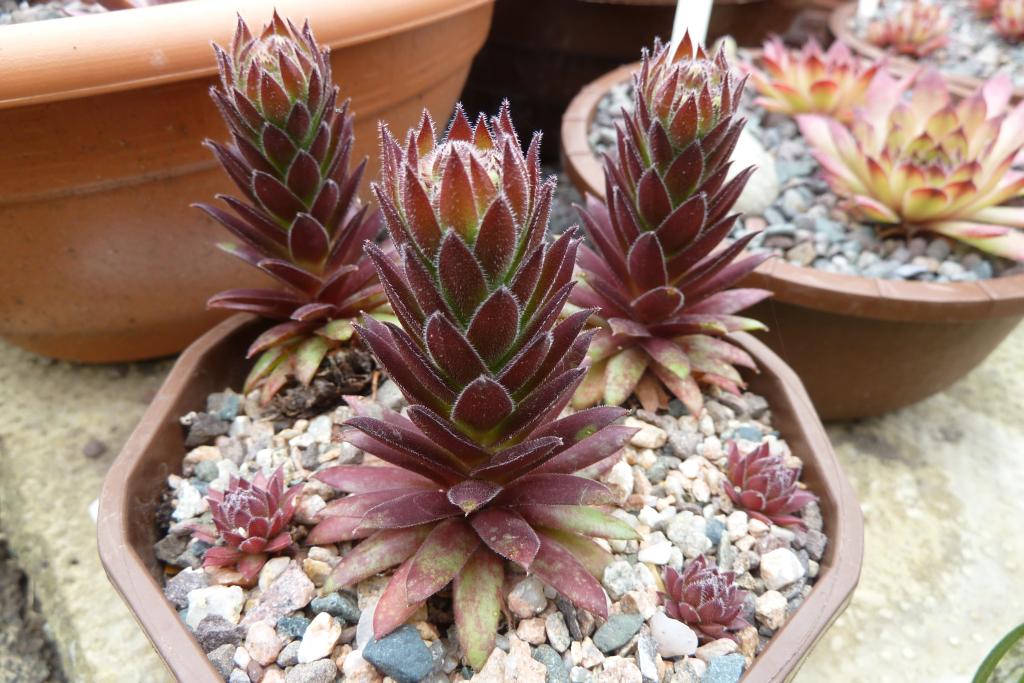 Spiky obsession: Sempervivum Sunday