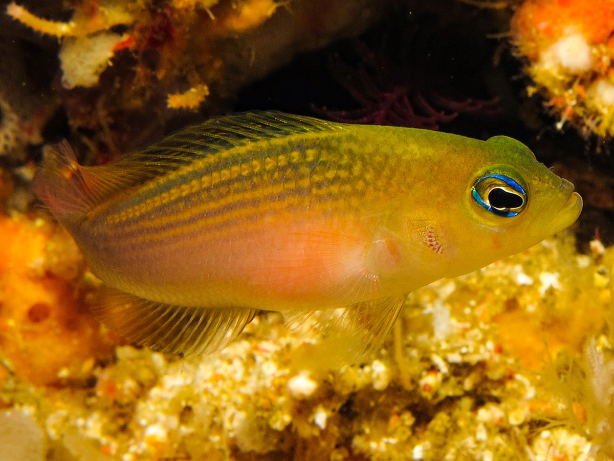 Species New to Science: [Ichthyology • 2017] Pseudochromis stellatus ...