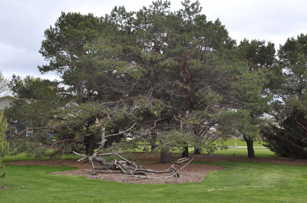 Taken For Granted: Tree Forms