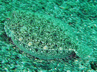 GenomeFish: Genes del Complejo mayor de histocompatibilidad de clase II ...