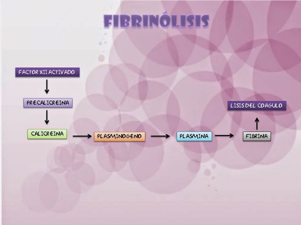 Blog de Fisiología Básica Alumna: Nubia Elizabeth Stone Chaidez ...