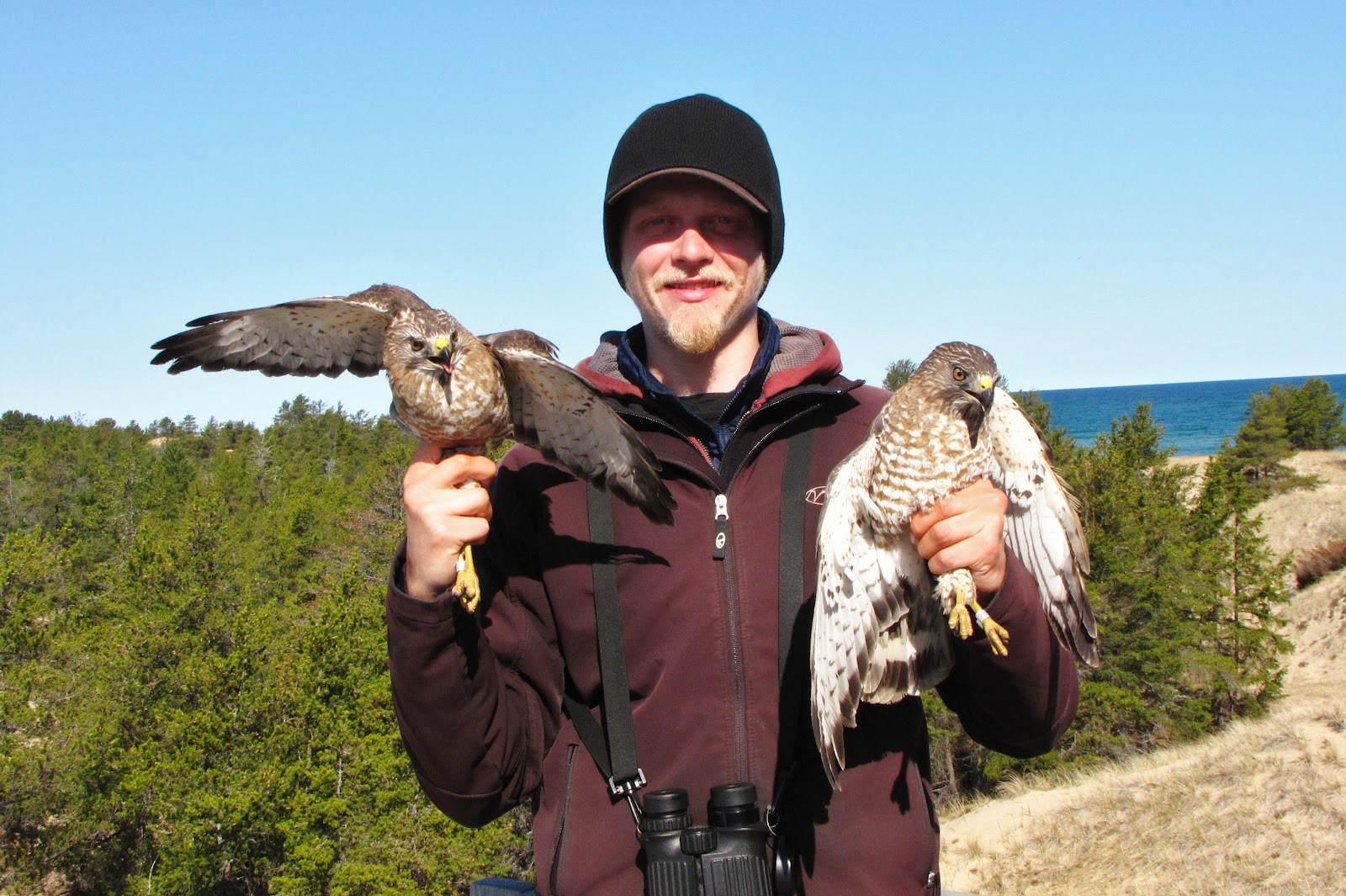 Boom Chachalaca: Up Close and Personal: Broad-winged Hawk