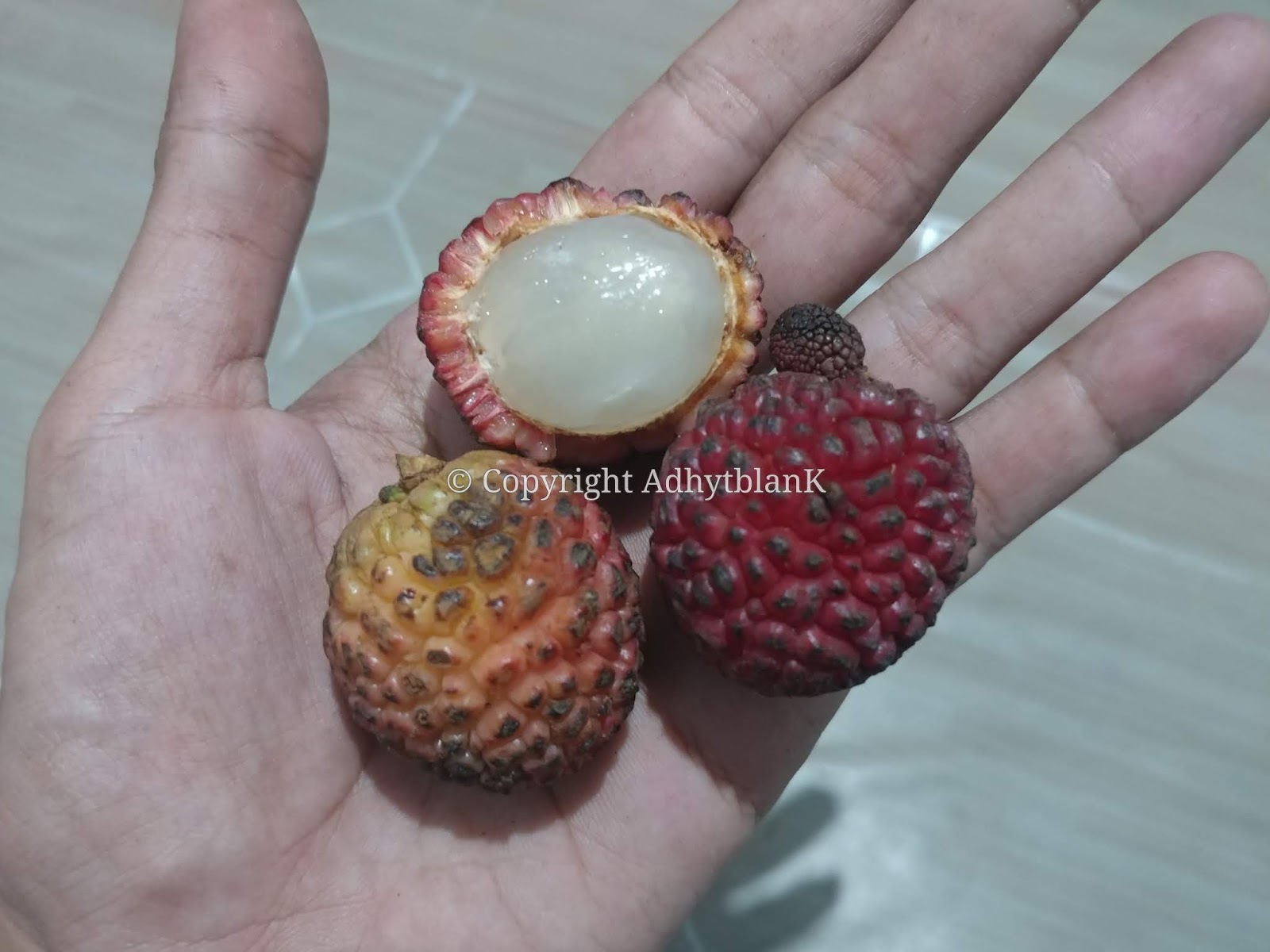 "Exotic Fruits of Borneo"