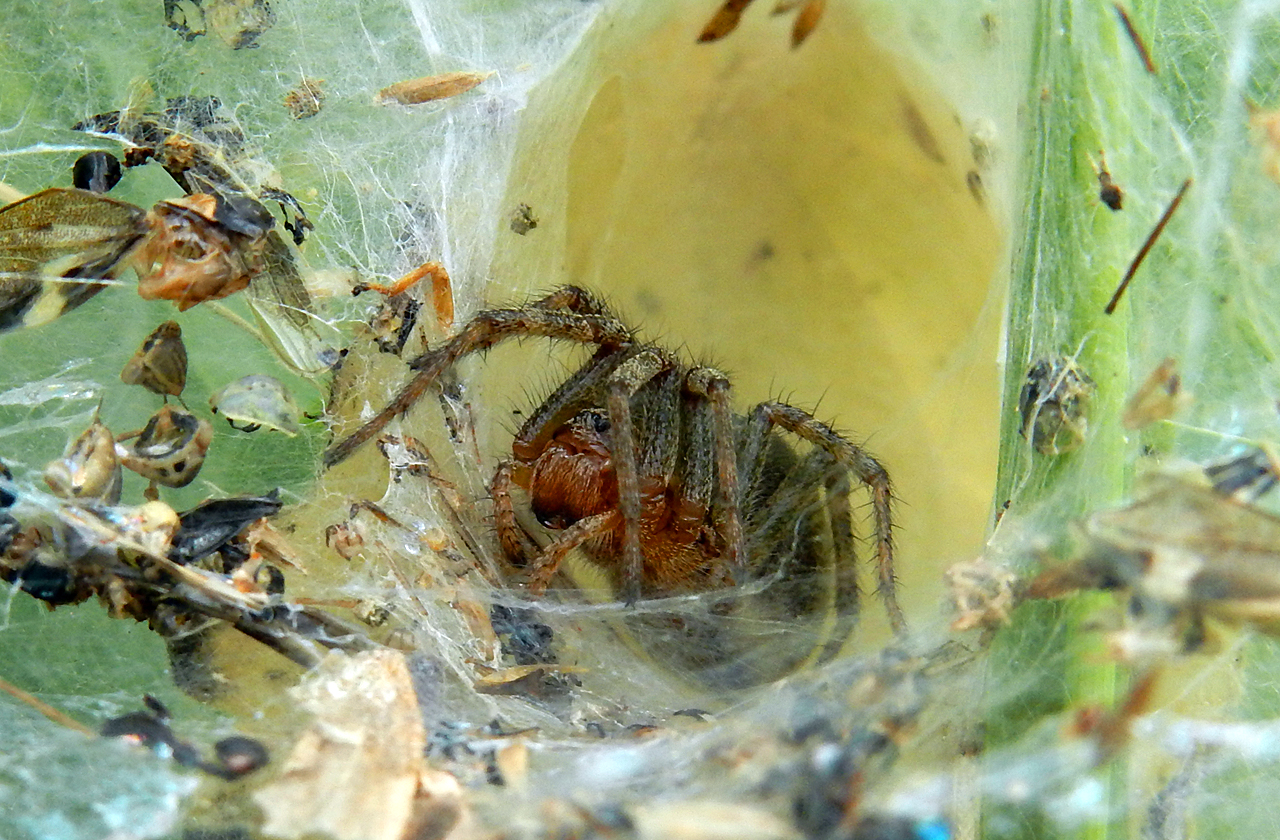 Jozef van der Heijden - Natuurfotografie: Gewone Doolhofspin, Trechterspin