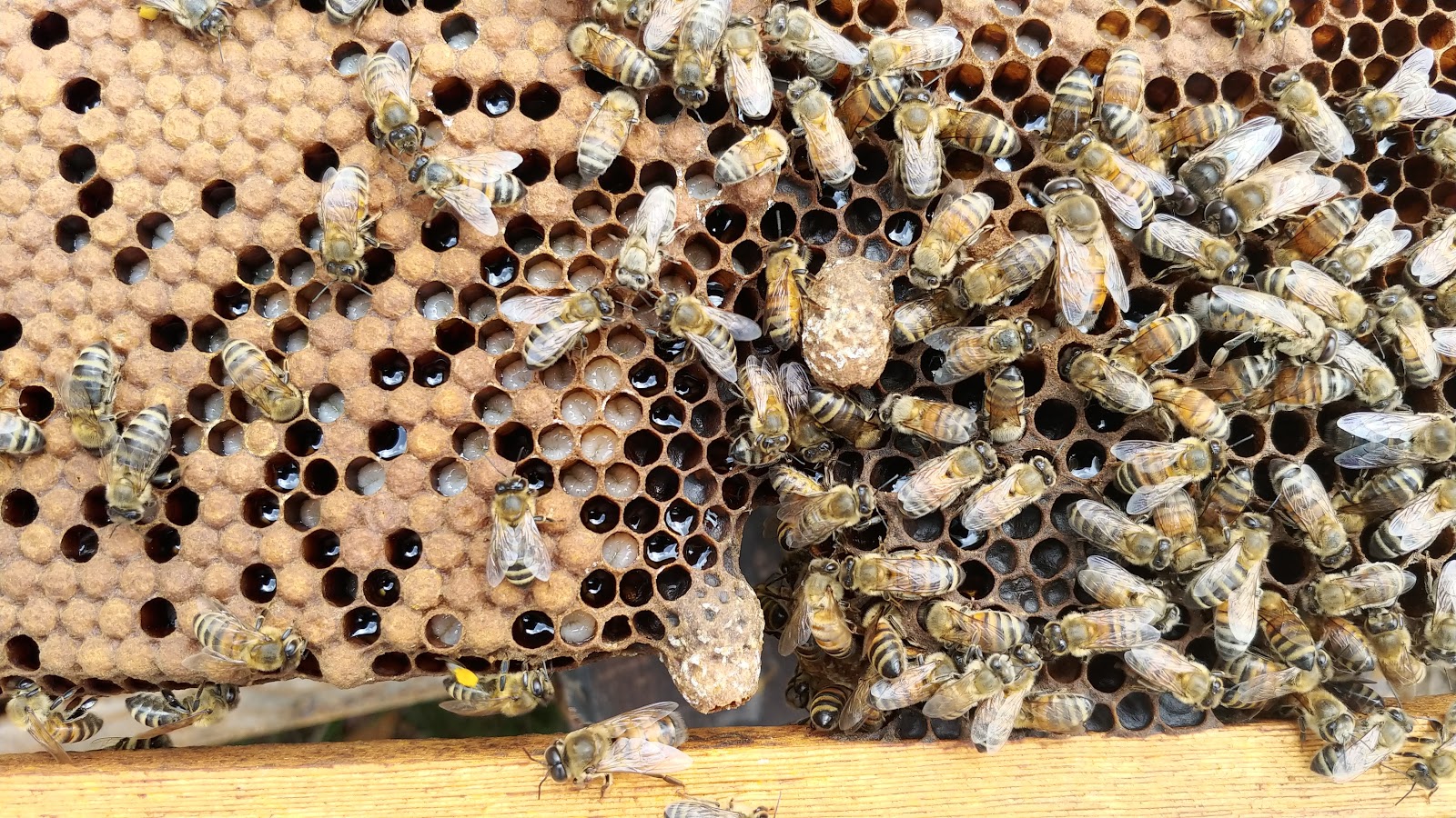 What Are Queen Cells Telling You?