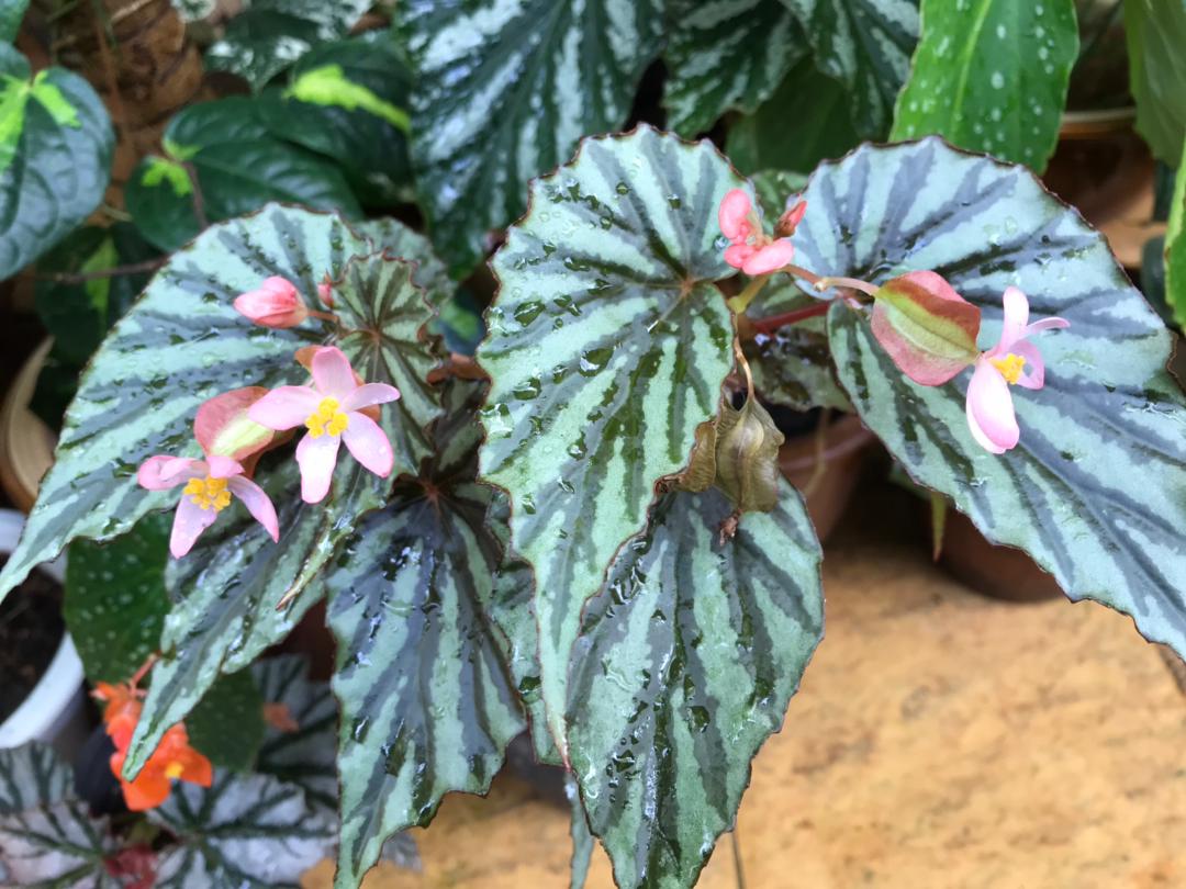 Garden Chronicles of James David: 42 Different Types Cane Begonias ...