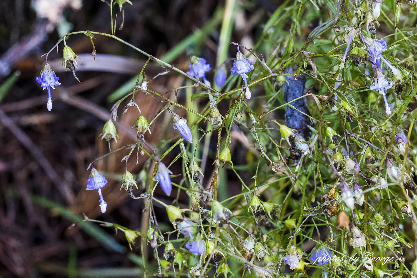 "What's Blooming Now" : Southern Harebell, Appalachian Bellflower ...