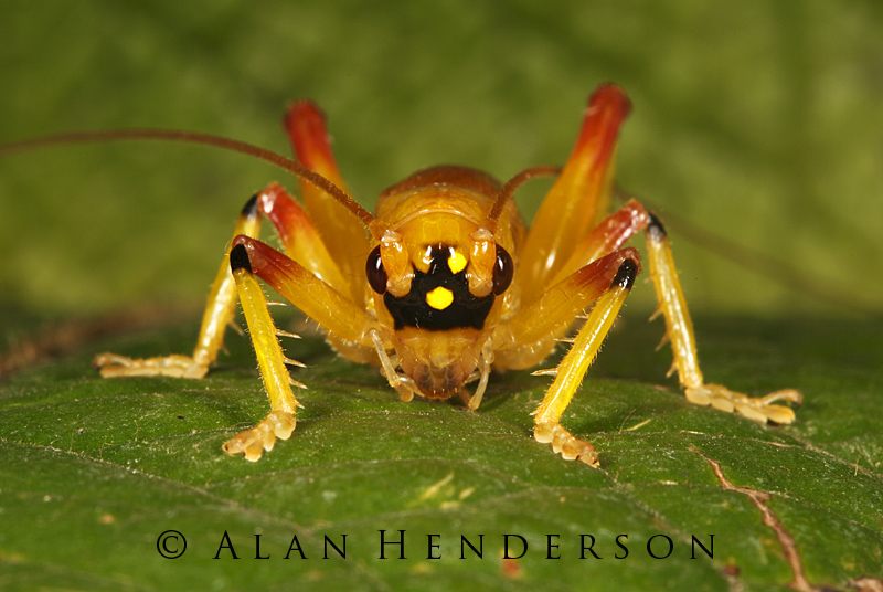 Minibeast Wildlife - Rainforest Encounters: Faces of Costa Rica