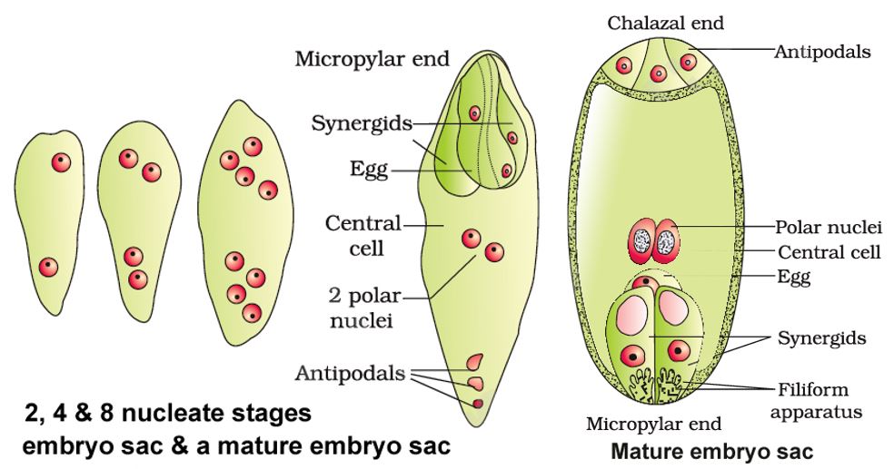 Sexual Reproduction in Flowering Plants - Notes | Class 12 | Part 1 ...