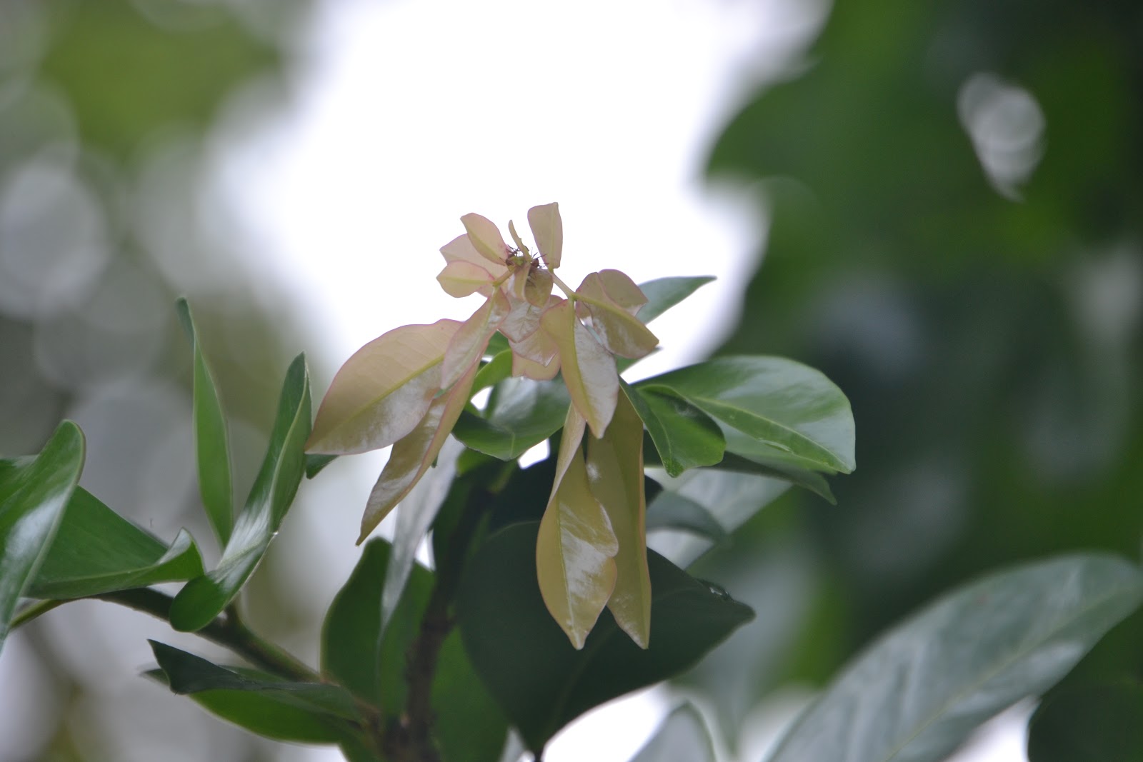 Riverine Parks: Cynometra ramiflora