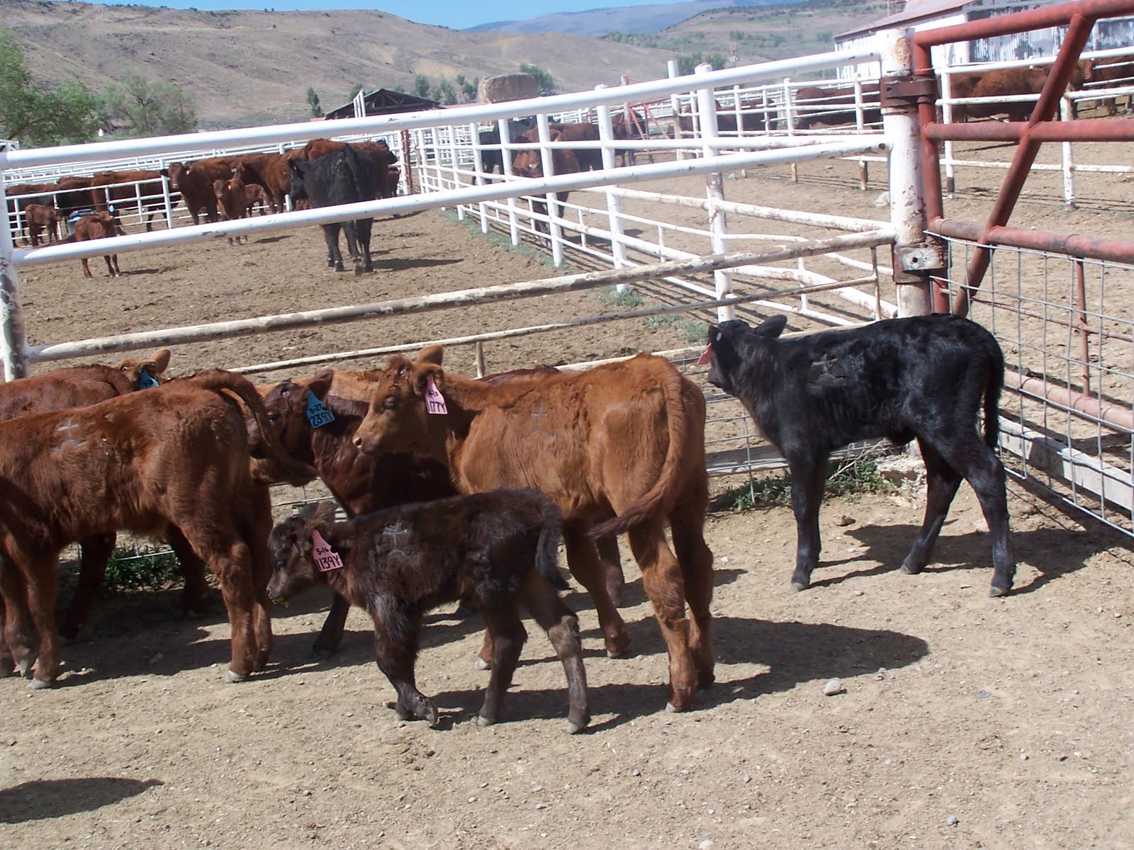 Barn Raisin': Dwarf Calf and Music