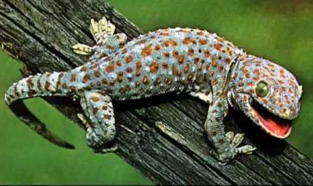 Mengenal Jenis-Jenis Tokek, Ciri-ciri dan Karakternya, Benarkah ...