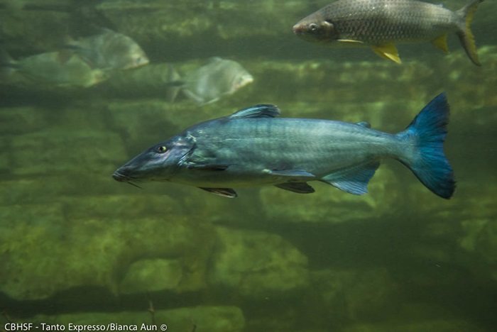 O PIRÁ, PEIXE SÍMBOLO DA BACIA DO RIO SÃO SÃO FRANCISCO, REAPARECE APÓS ...