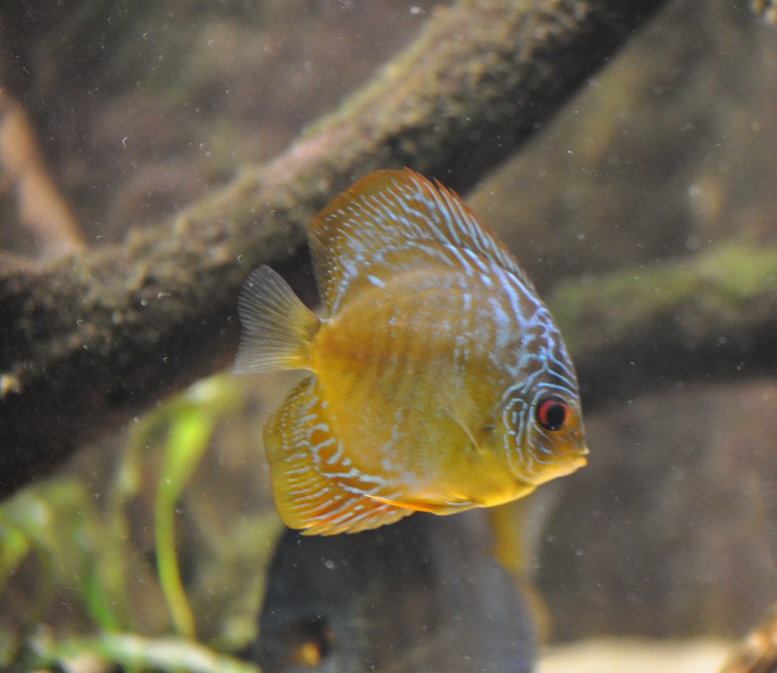 ZOOTOGRAFIANDO (6.100 ANIMALS): PEZ DISCO / DISCUS FISH (Symphysodon ...