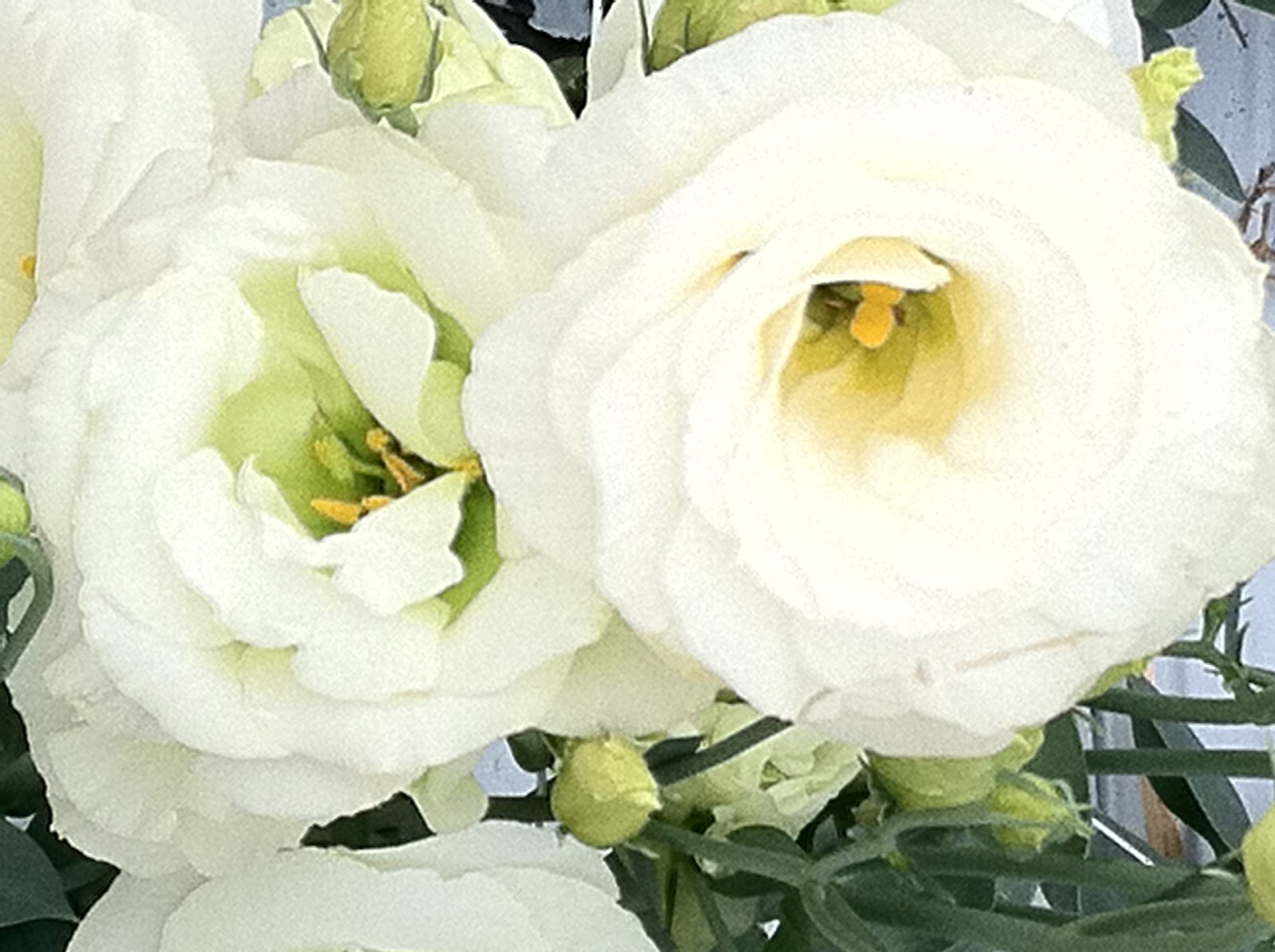 Notes and News from Shady Grove Gardens: Lisianthus - let the planting ...